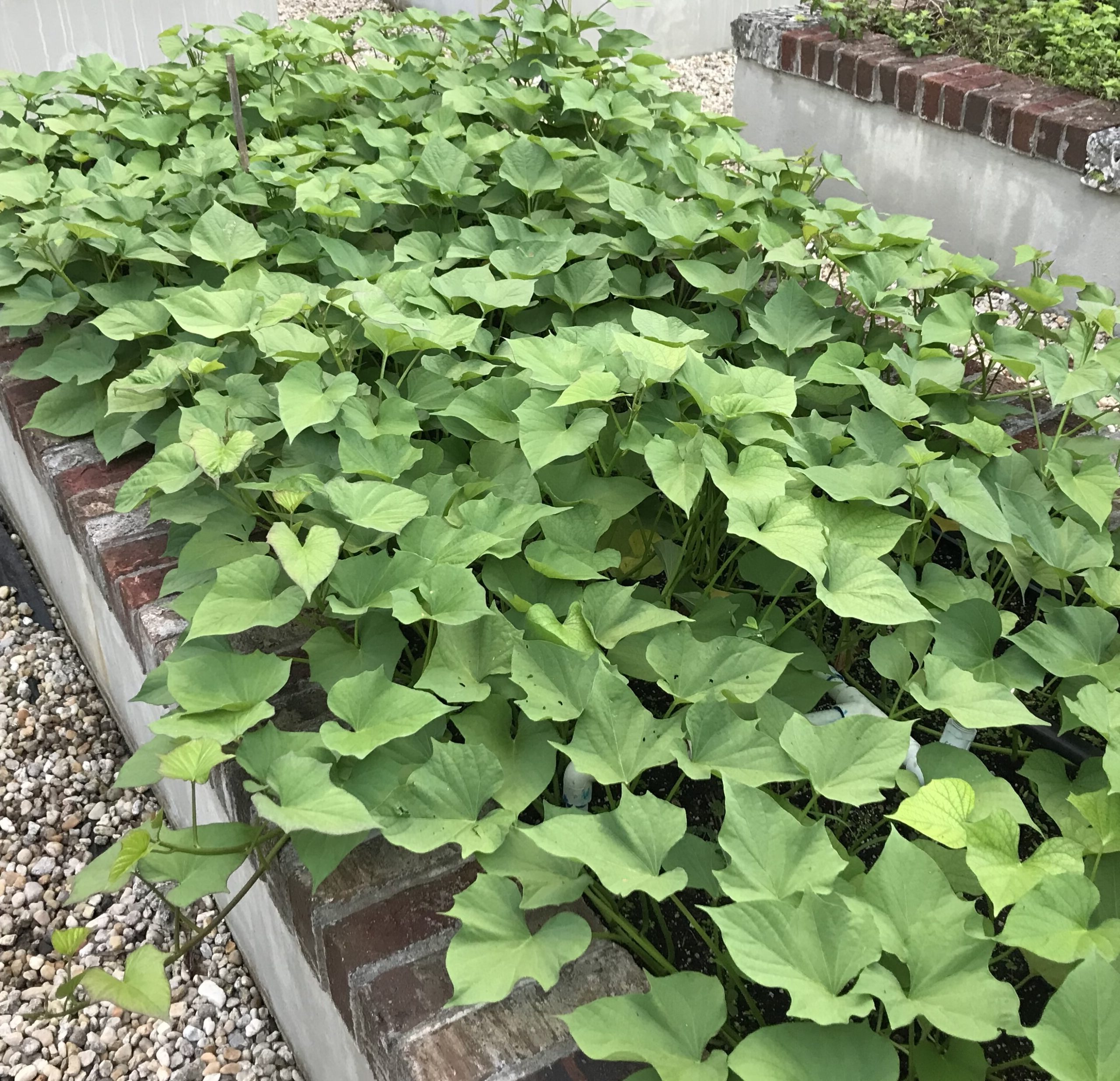 Compost It South Florida Gardening